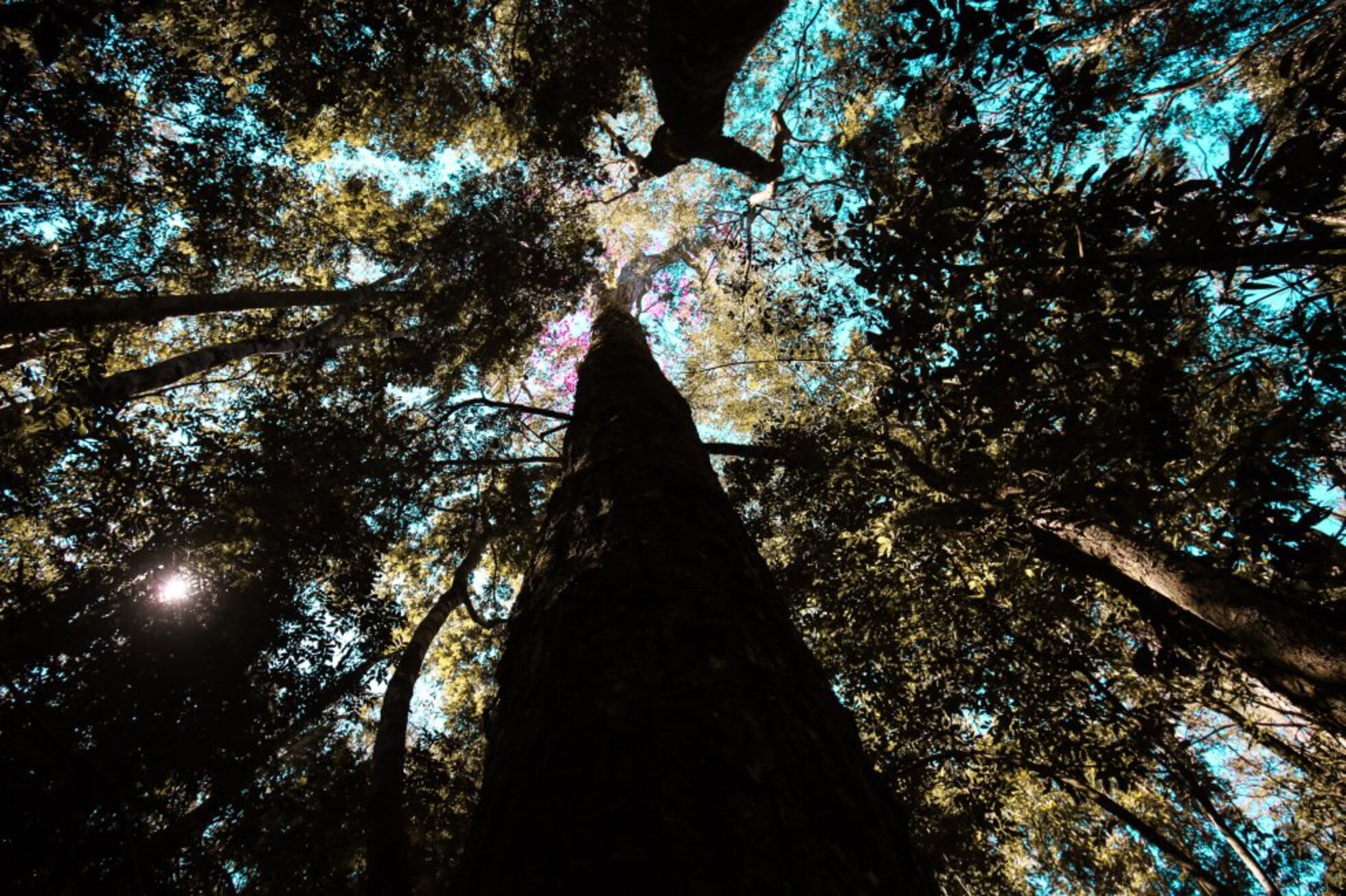 Los mayores árboles de Paraguay | Fotos | Planeta Futuro | EL PAÍS