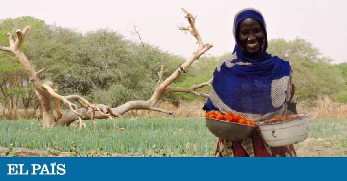 Lago Chad: Agua para echar raíces | Planeta Futuro | EL PAÍS