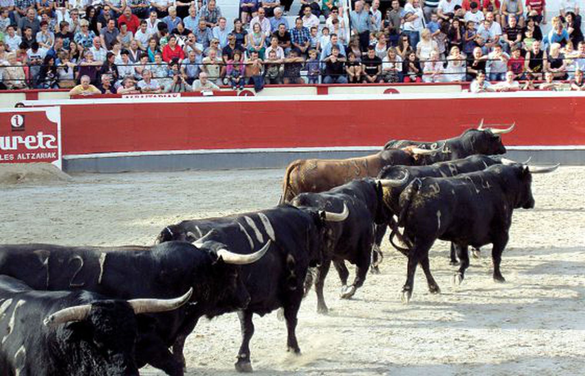 Toros a la vista en Azpeitia | País Vasco | EL PAÍS