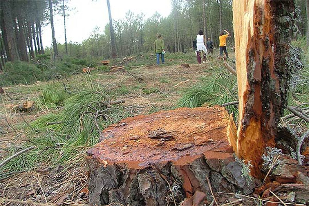 Imagen de la zona talada | Sociedad | EL PAÍS