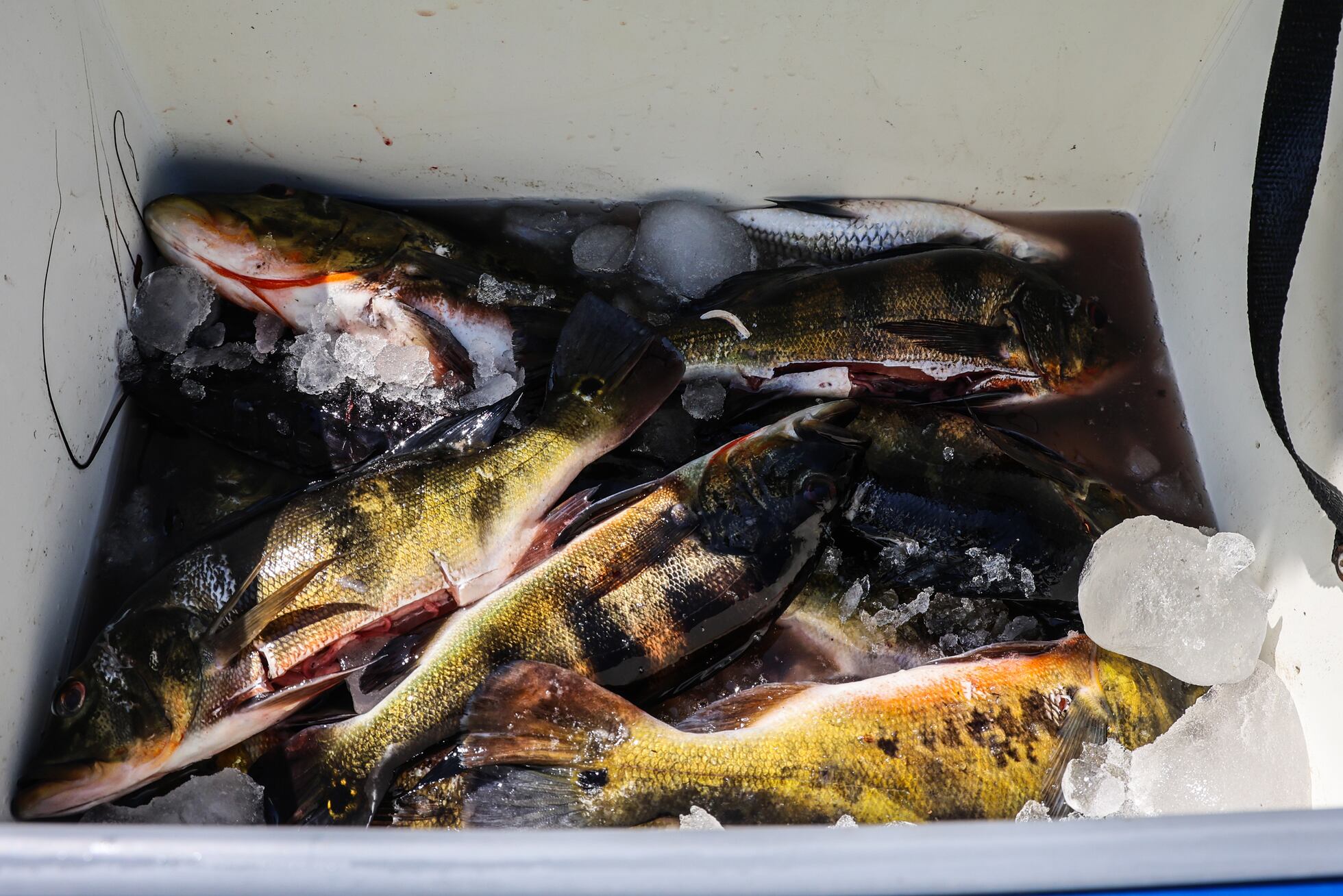 El secreto de los Candoshi para pescar y conservar la Amazonia ...
