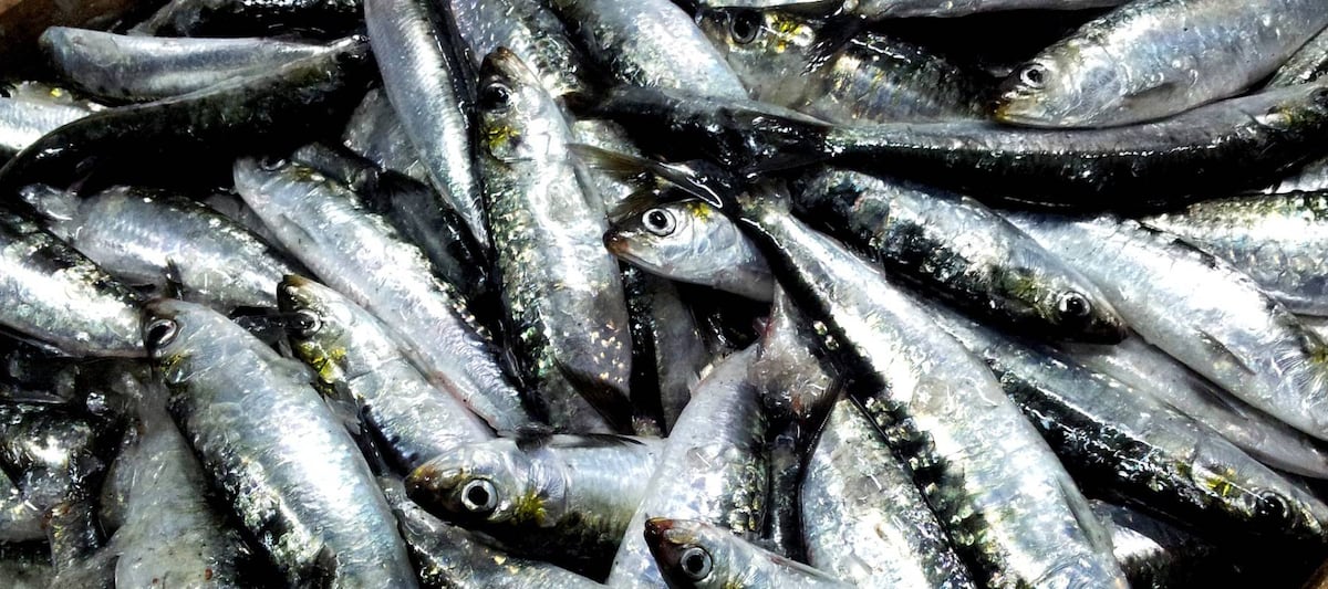 Cinco grandes ventajas de comer pescado pequeño | Te lo llevas fresco ...