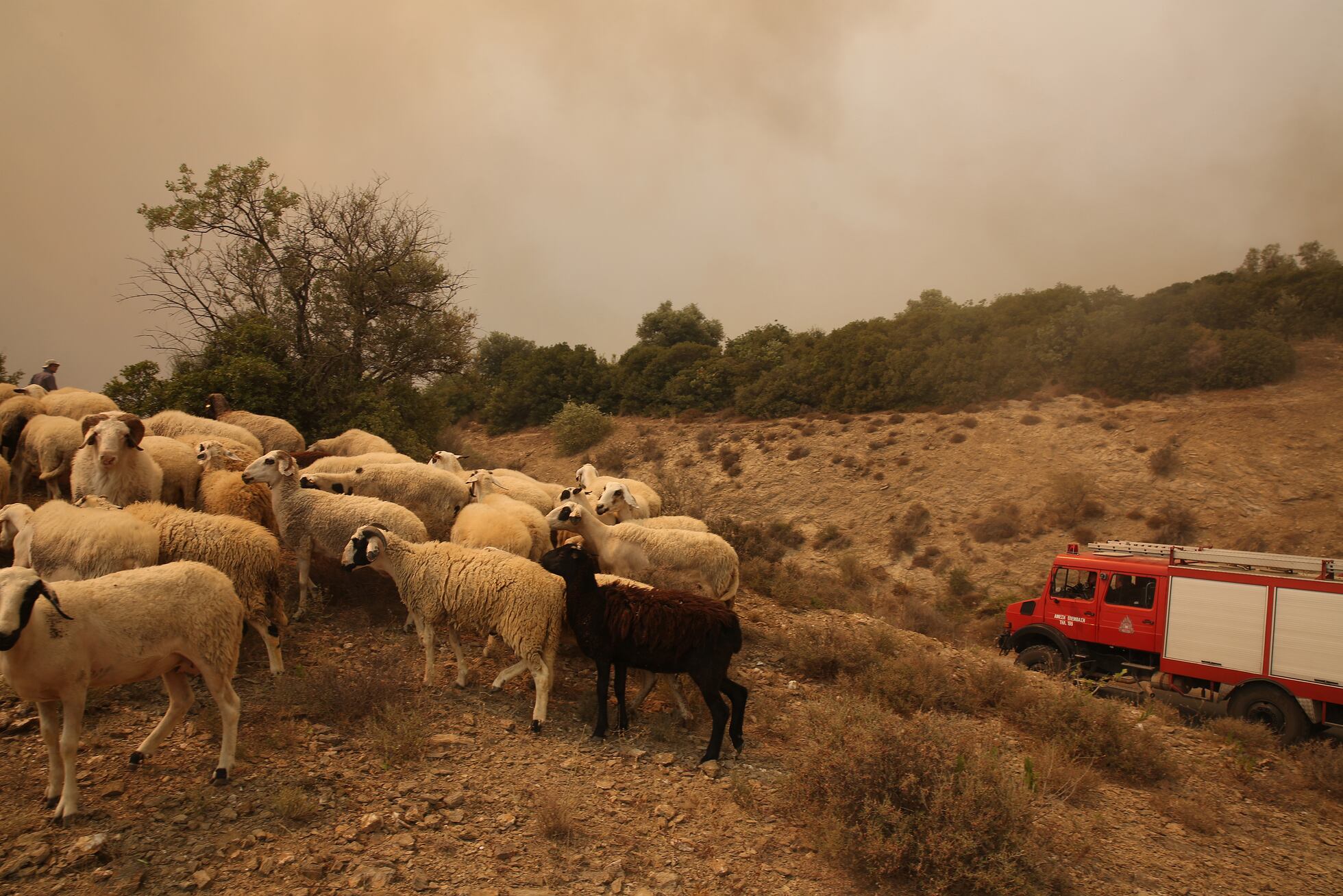 Los incendios forestales de Grecia, en imágenes | Fotos | Internacional ...