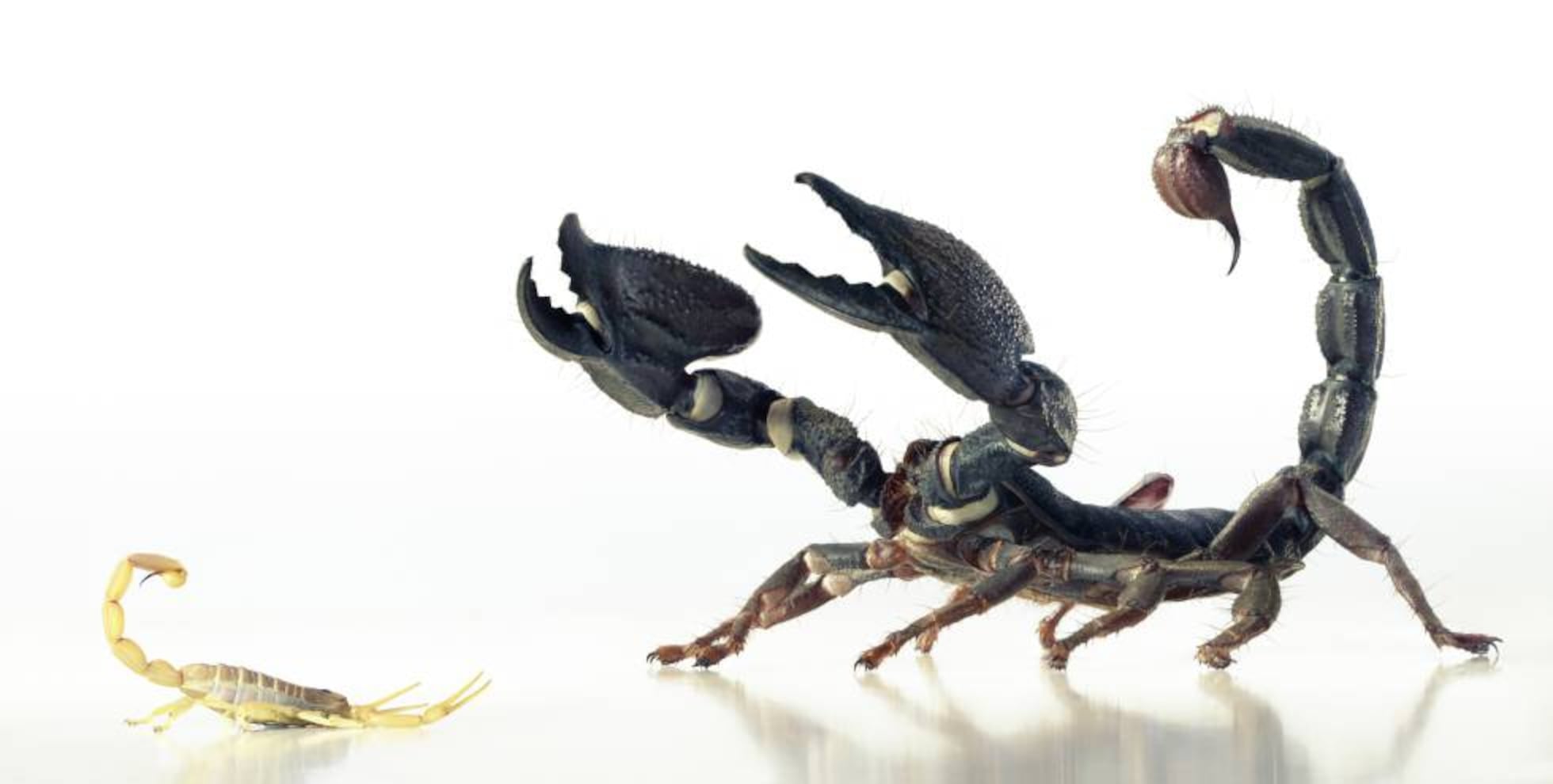 La naturaleza del escorpión | Ciencia | EL PAÍS