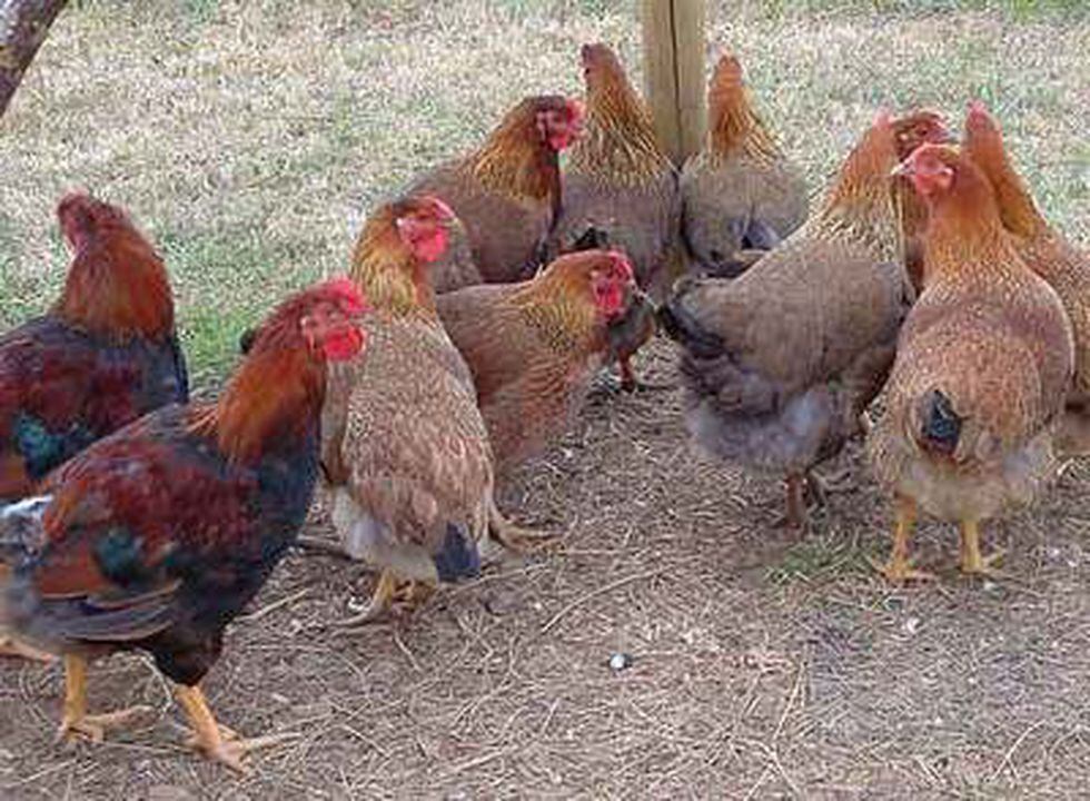 La galiña piñeira emigra a Madrid | Noticias de Galicia | EL PAÍS