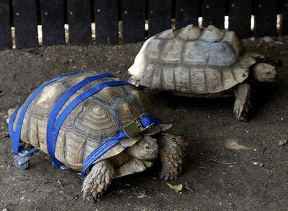 Una tortuga sobre ruedas | Sociedad | EL PAÍS