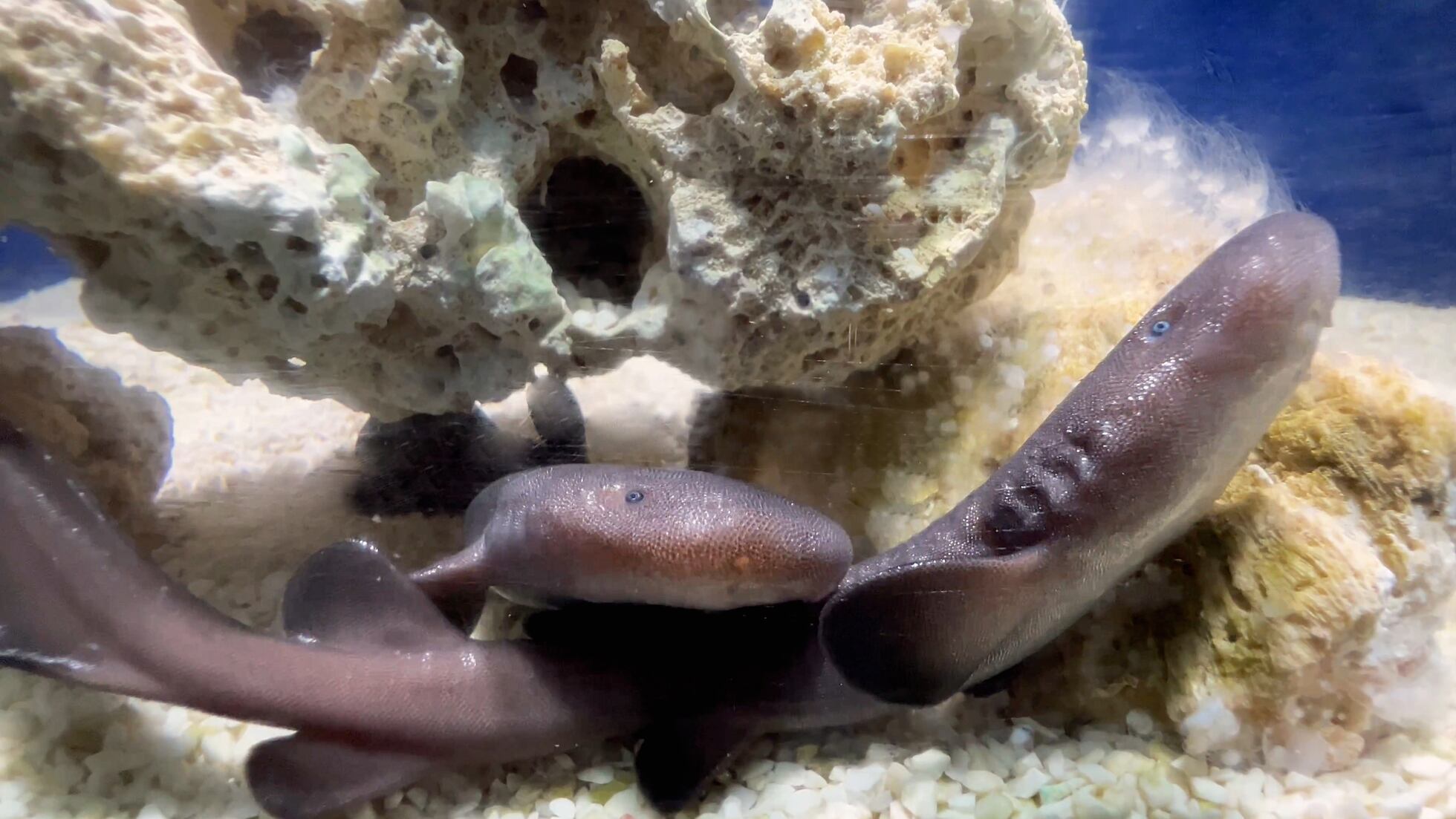Dos crías de un tiburón en peligro crítico de extinción nacen en el ...
