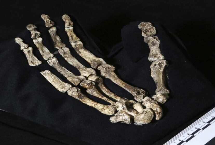 El ‘Homo naledi’, descubierto en Sudáfrica | Fotos | Ciencia | EL PAÍS